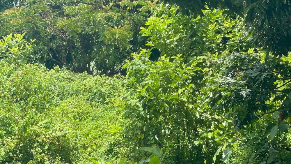 Residential Land at Royal Road Lallmatie